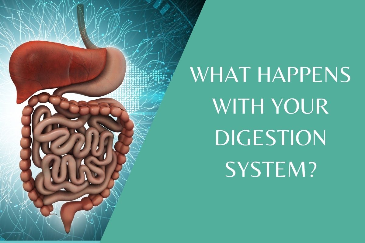 What are the processes in digestion? What exactly happens? - In My Element